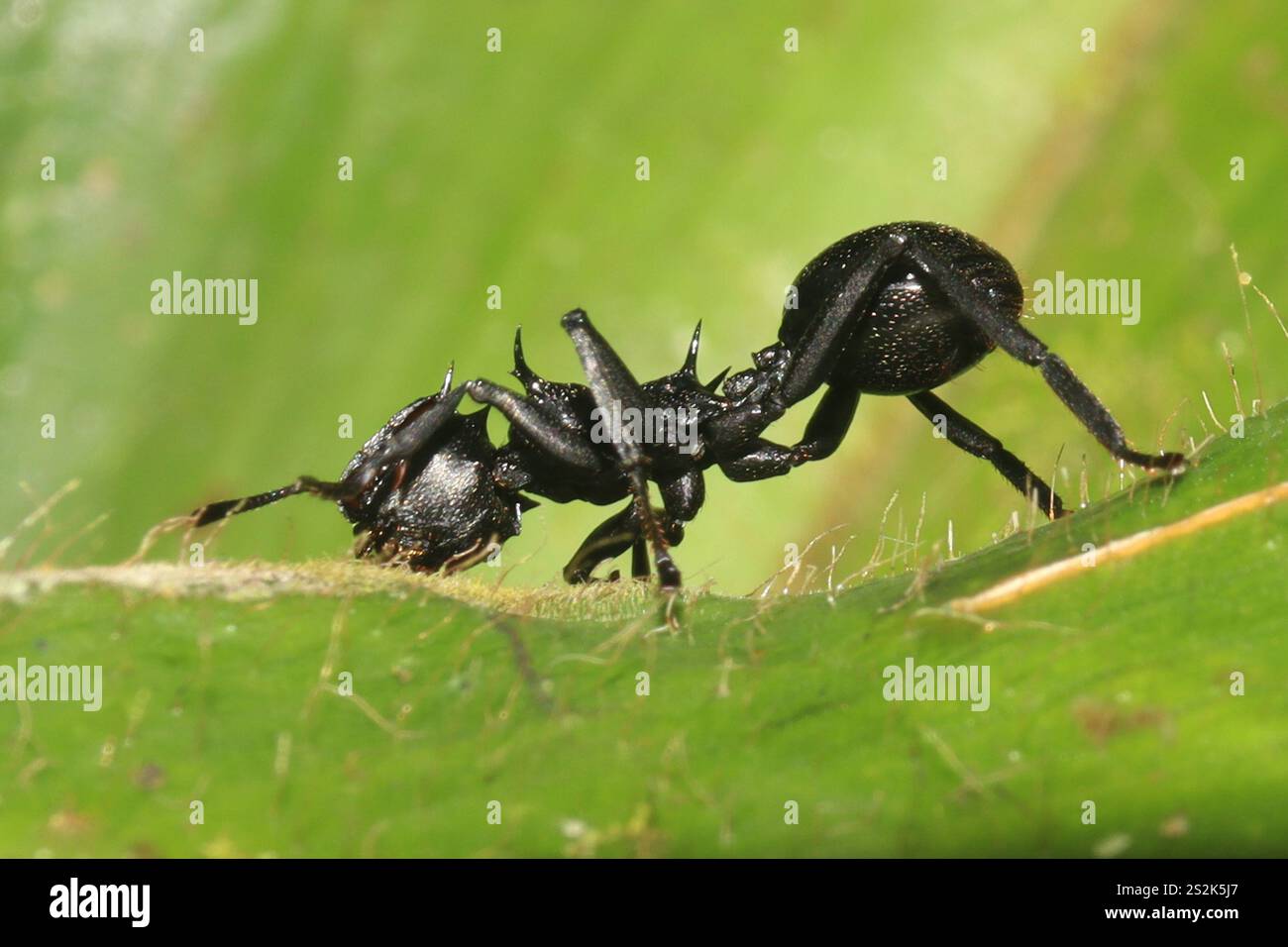 Common Giant Turtle Ant (Cephalotes atratus Stock Photo - Alamy