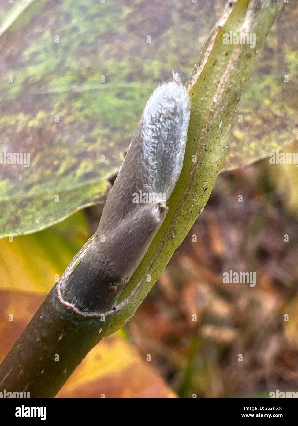 Cucumber-tree (Magnolia acuminata Stock Photo - Alamy