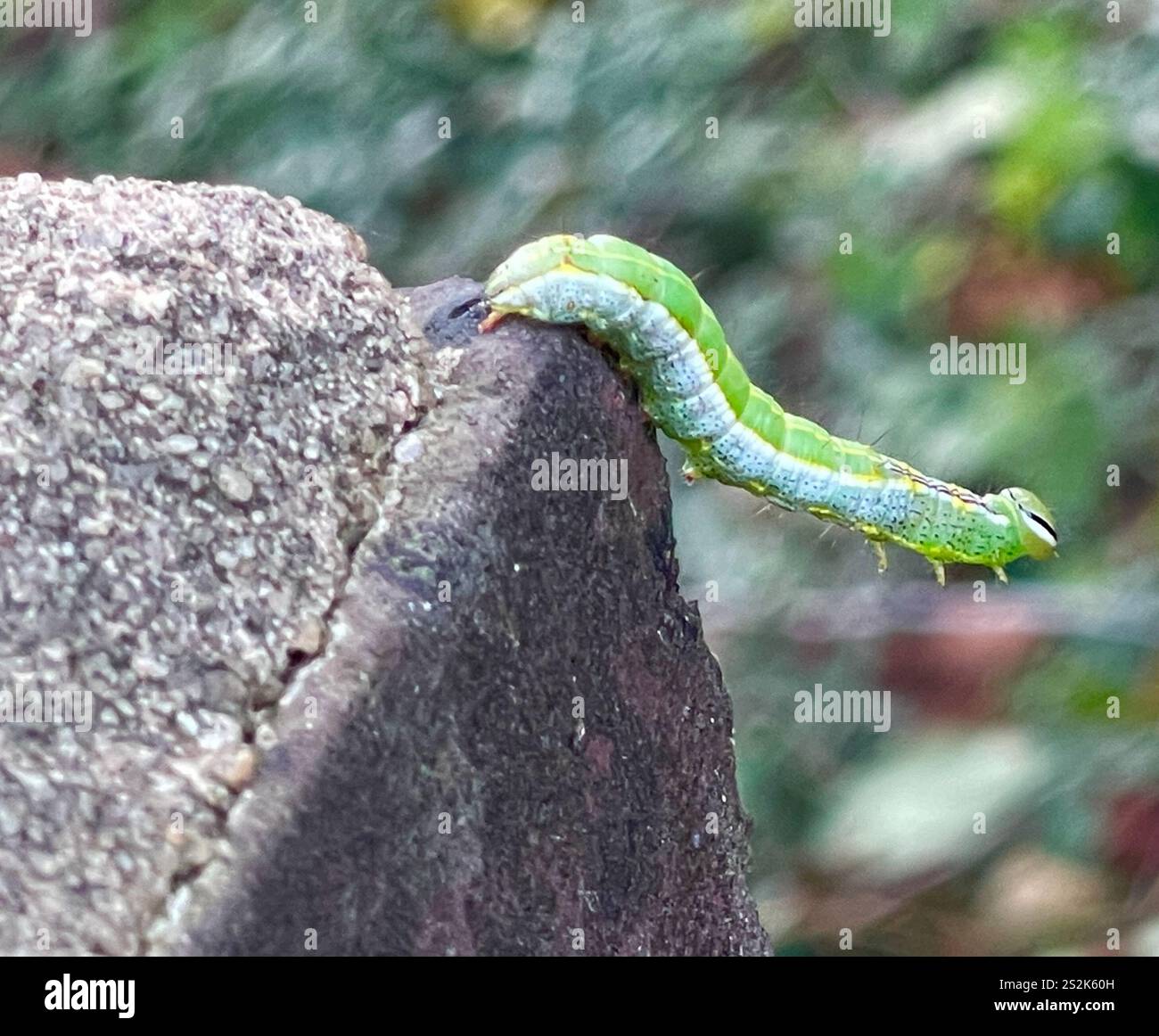 Variable Oakleaf Caterpillar Moth (Lochmaeus manteo Stock Photo - Alamy