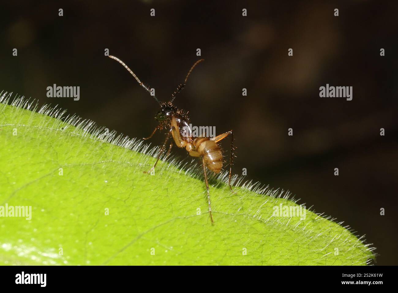 Tropical Carpenter Ant (Camponotus atriceps Stock Photo - Alamy