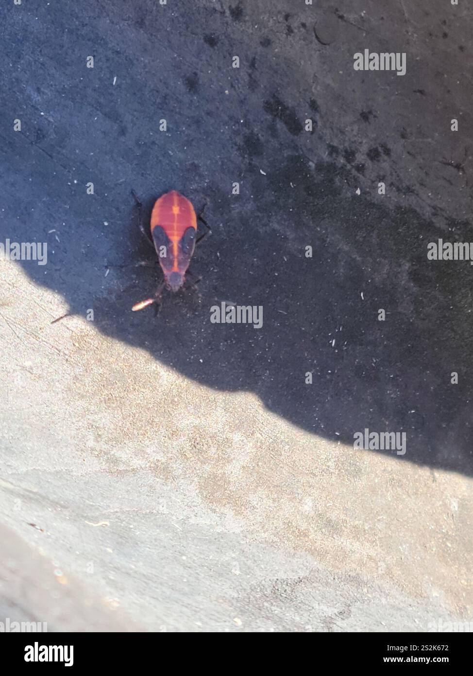 Eastern Boxelder Bug (Boisea trivittata Stock Photo - Alamy