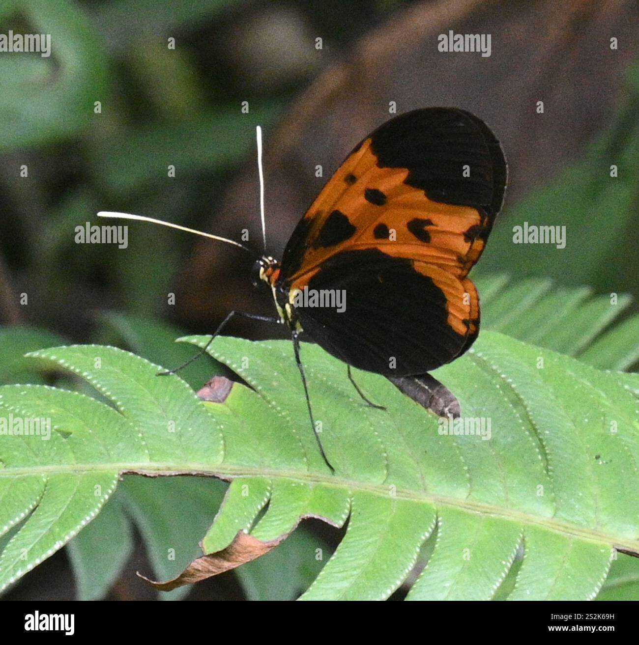 Mothone hi-res stock photography and images - Alamy