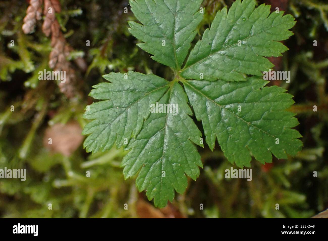 Five-leaf Dwarf Bramble (Rubus pedatus Stock Photo - Alamy