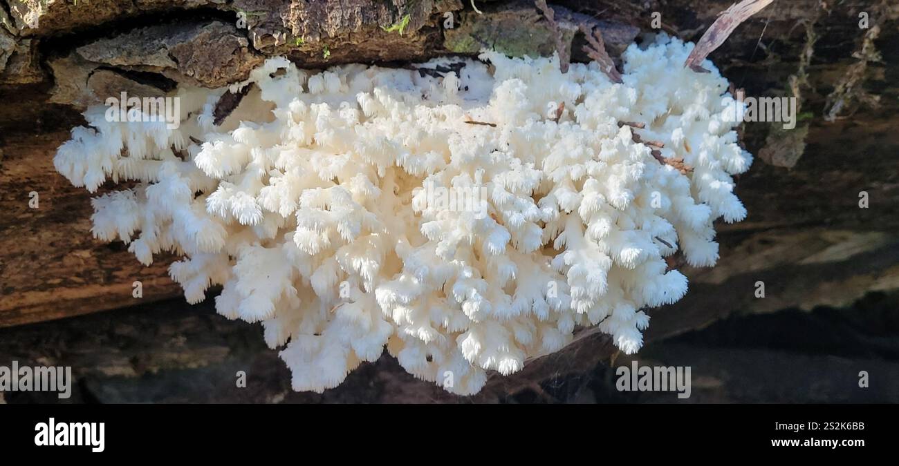 Coral tooth fungus (Hericium coralloides Stock Photo - Alamy