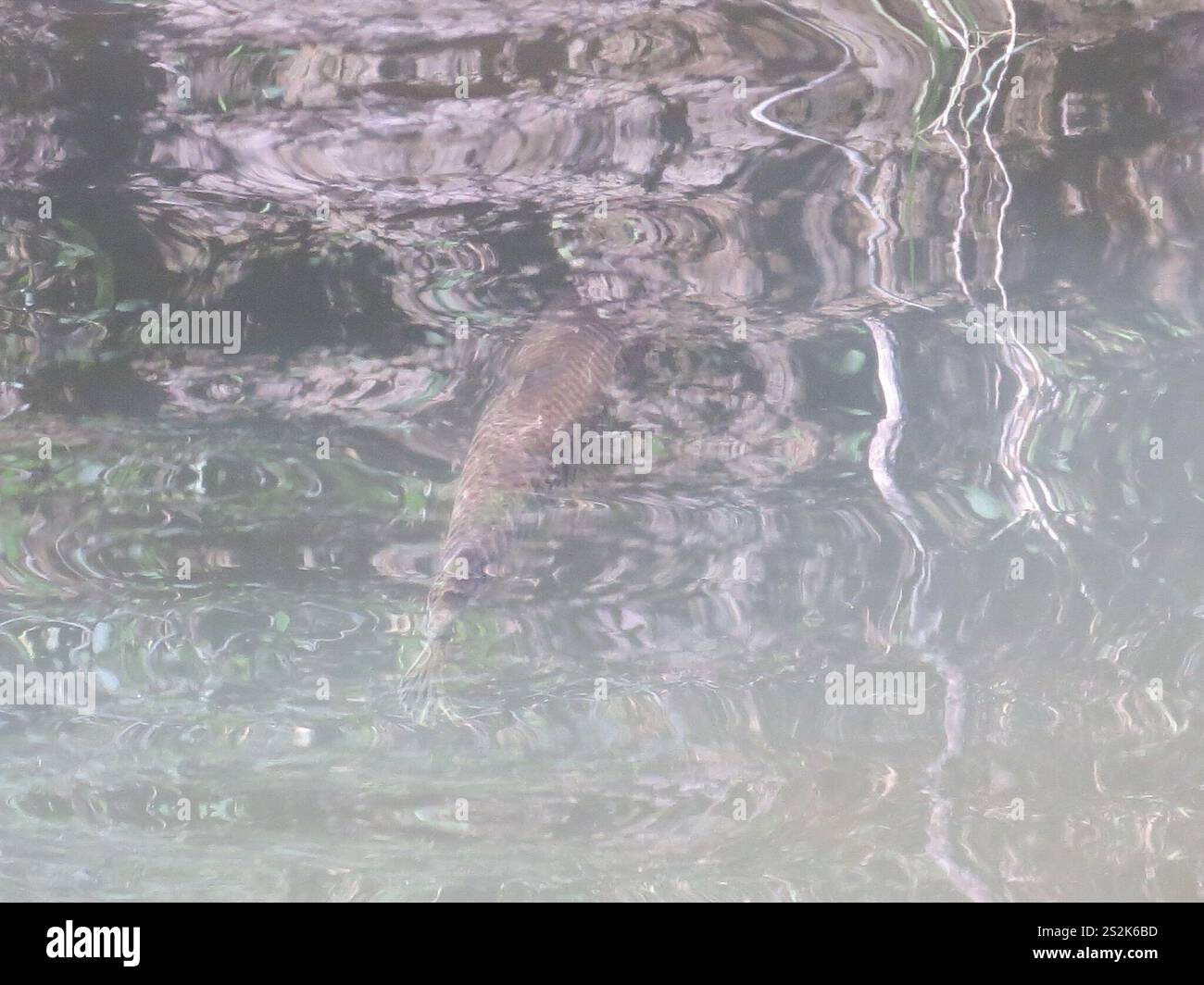 Florida Gar (Lepisosteus platyrhincus Stock Photo - Alamy