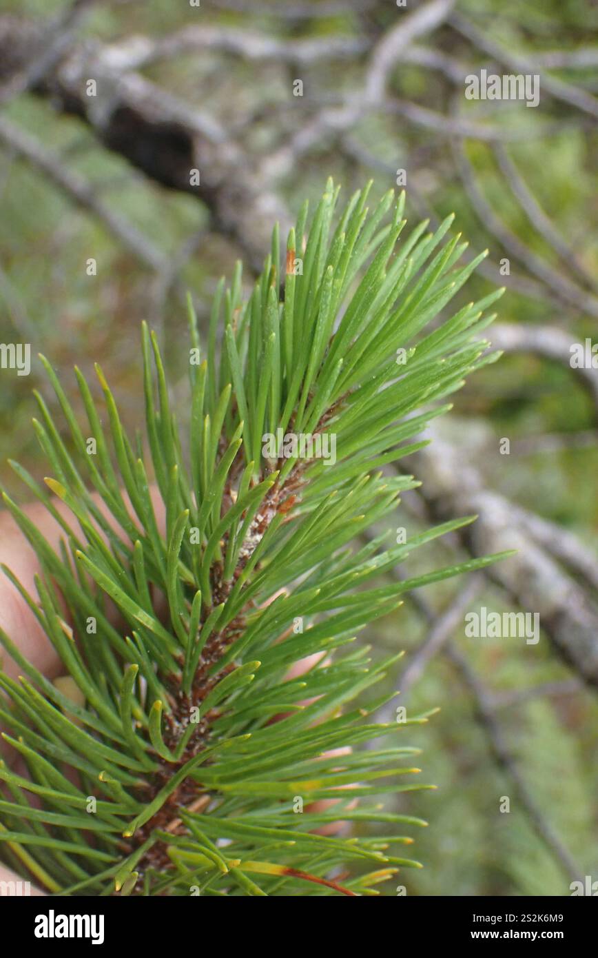 Shore Pine (Pinus contorta contorta Stock Photo - Alamy