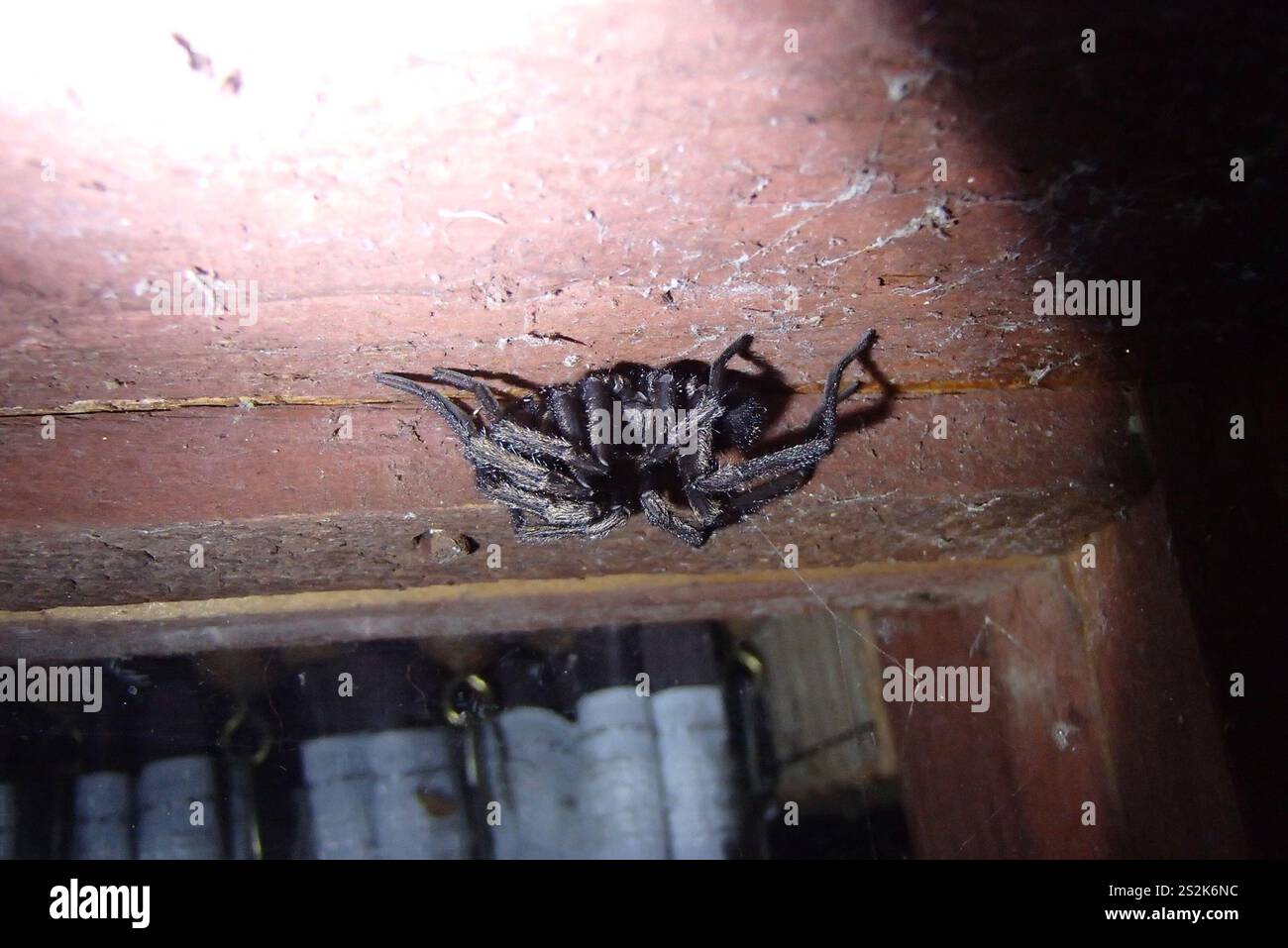 Brown Trapdoor Spiders (Arbanitis Stock Photo - Alamy