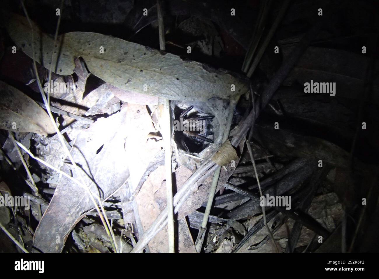 Brown Trapdoor Spiders (Arbanitis Stock Photo - Alamy
