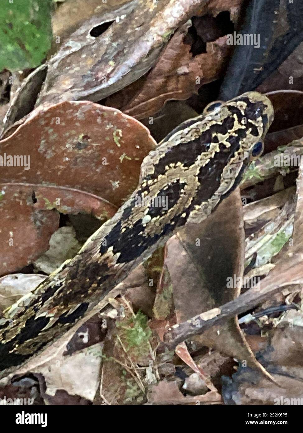 False Fer-de-lance (Xenodon rabdocephalus Stock Photo - Alamy