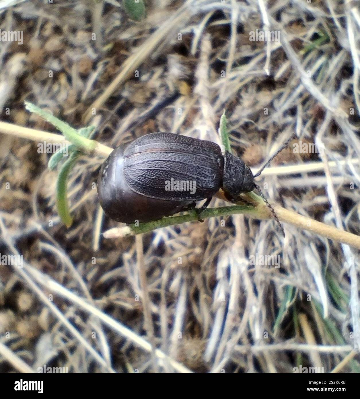black-punctured leaf beetle (Galeruca tanaceti Stock Photo - Alamy