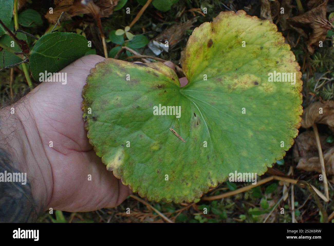 Deer-cabbage (Nephrophyllidium crista-galli Stock Photo - Alamy