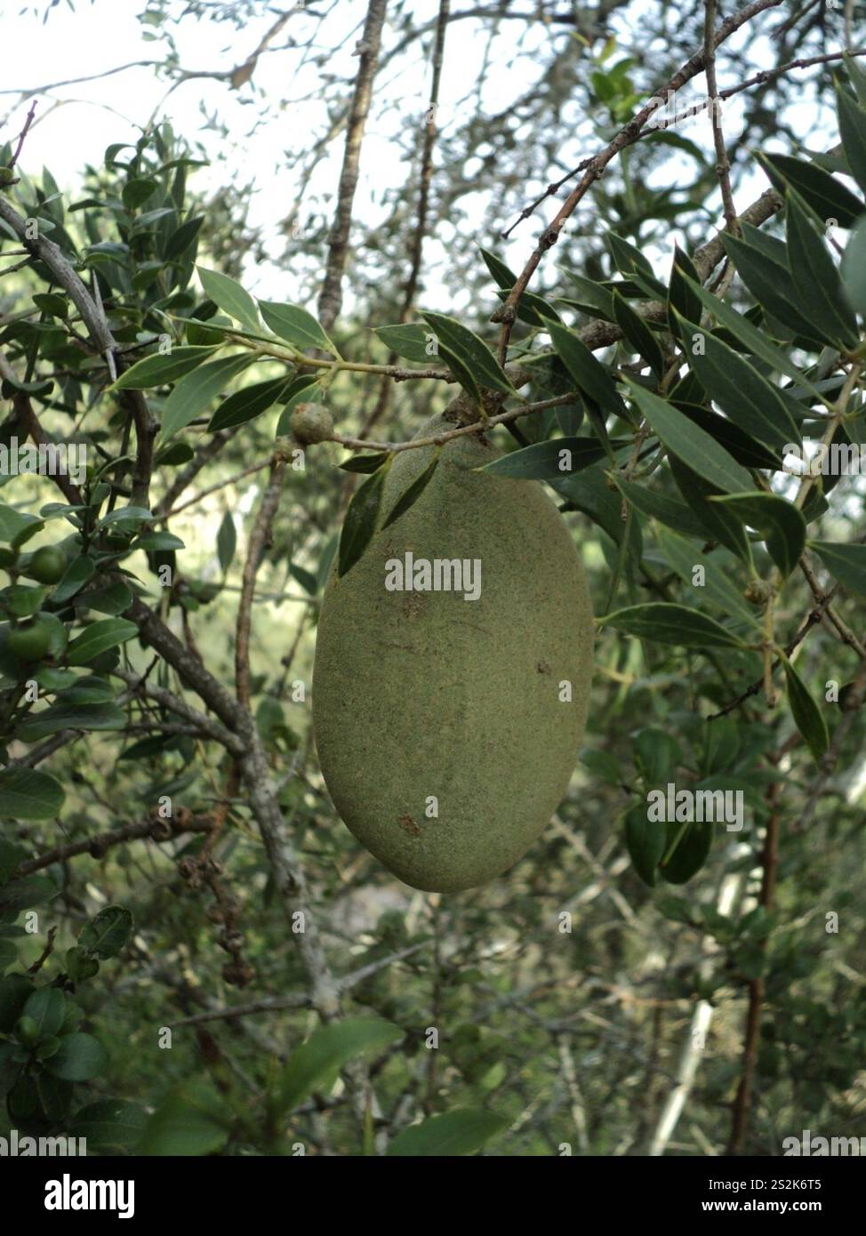 Common White Quebracho (Aspidosperma quebracho-blanco Stock Photo - Alamy