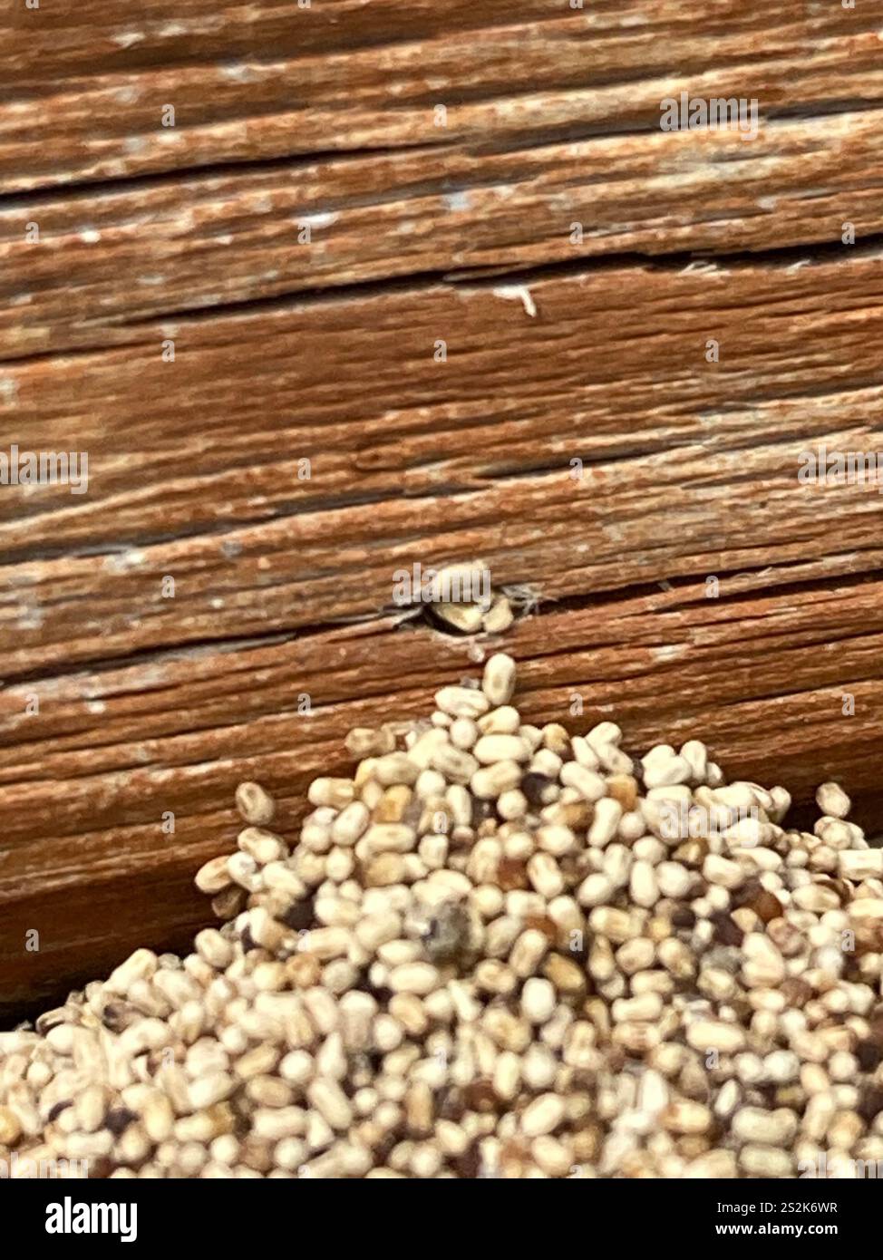 Drywood Termites (Kalotermitidae Stock Photo - Alamy
