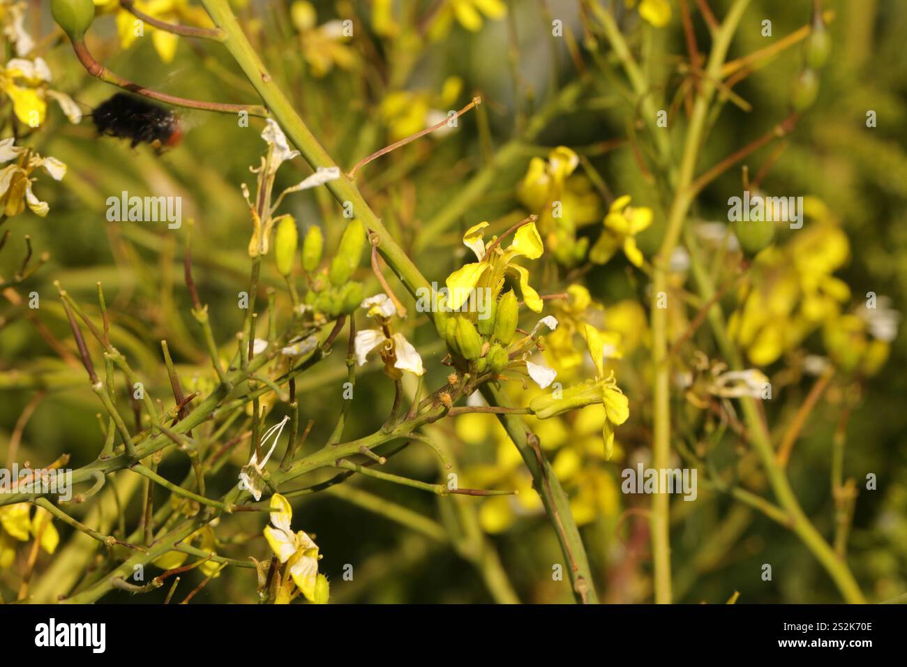Mediterranean Radish (Raphanus raphanistrum landra Stock Photo - Alamy