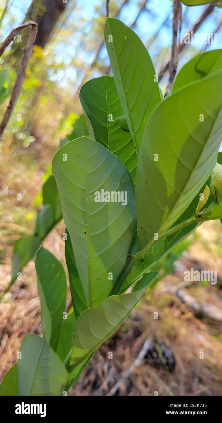 Showy Rattlebox (Crotalaria spectabilis Stock Photo - Alamy