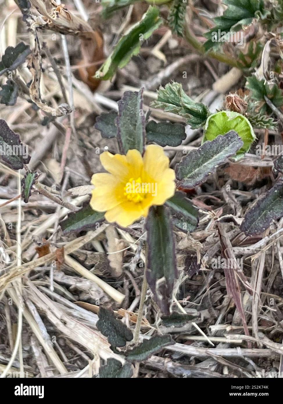 spreading sida (Sida abutilifolia Stock Photo - Alamy