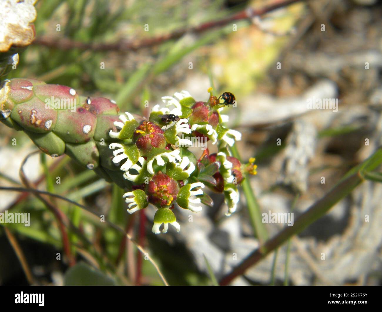 Euphorbia medusa's head hi-res stock photography and images - Alamy