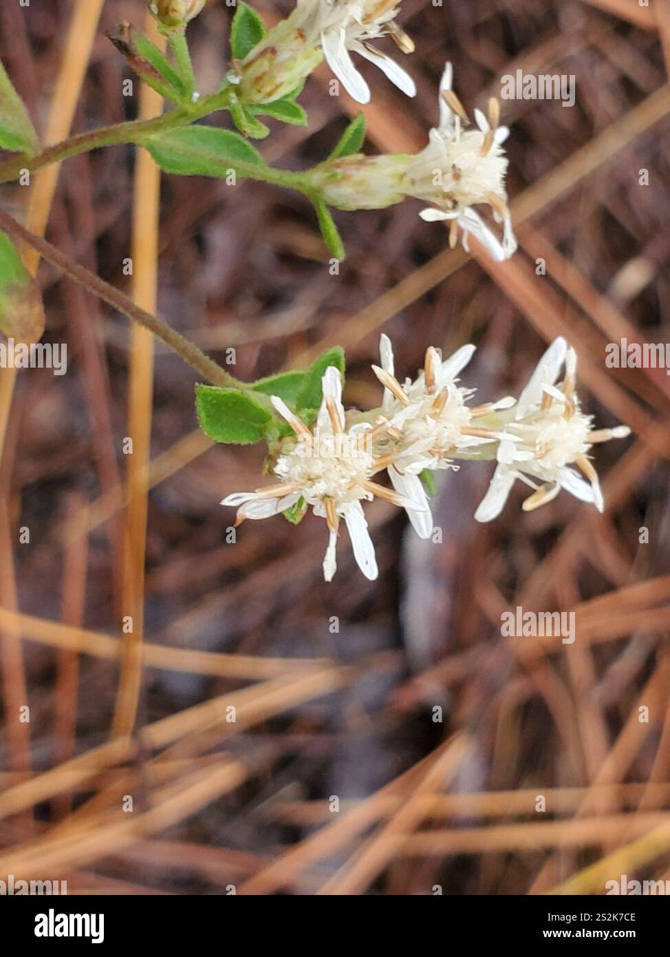 Dixie aster (Sericocarpus tortifolius Stock Photo - Alamy