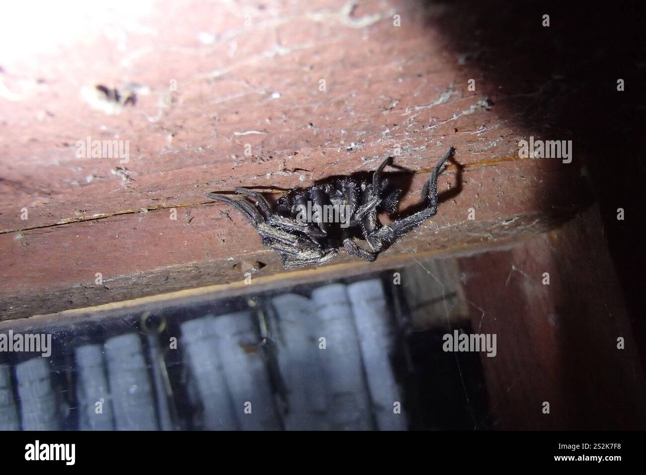 Brown Trapdoor Spiders (Arbanitis Stock Photo - Alamy