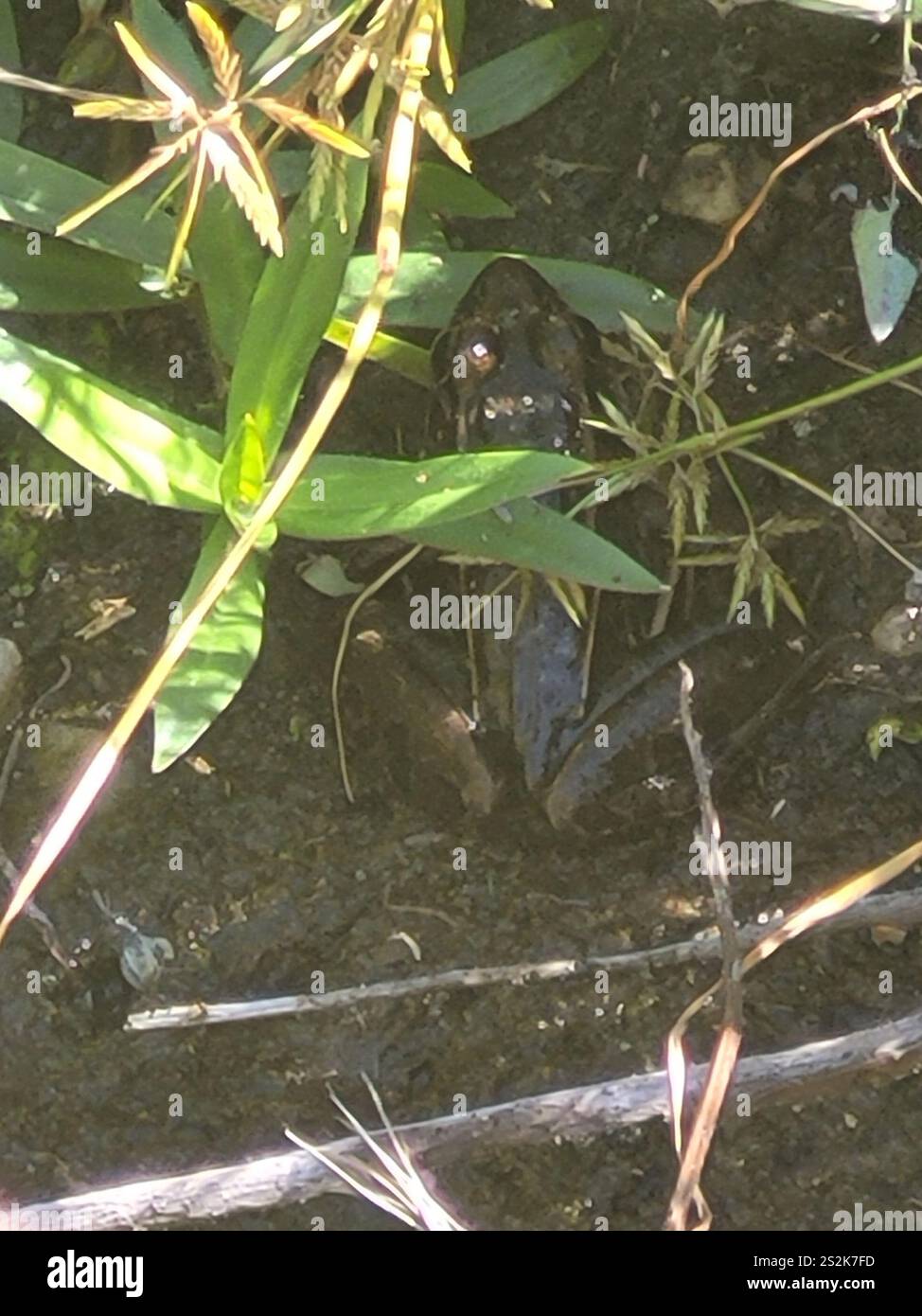 Southern Leopard Frog (Lithobates sphenocephalus Stock Photo - Alamy