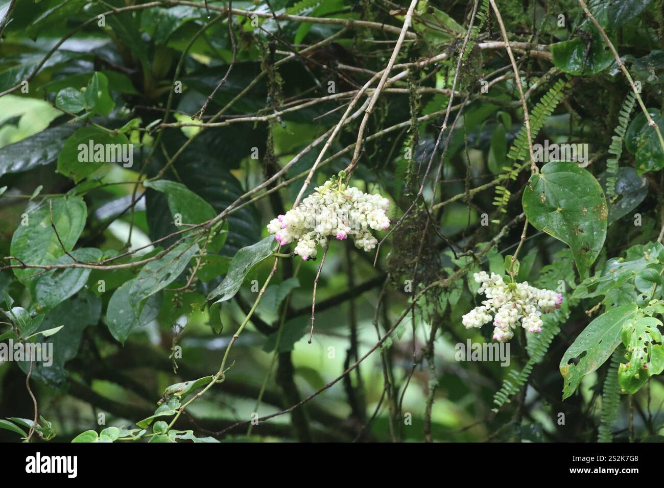 Basellaceae hi-res stock photography and images - Alamy
