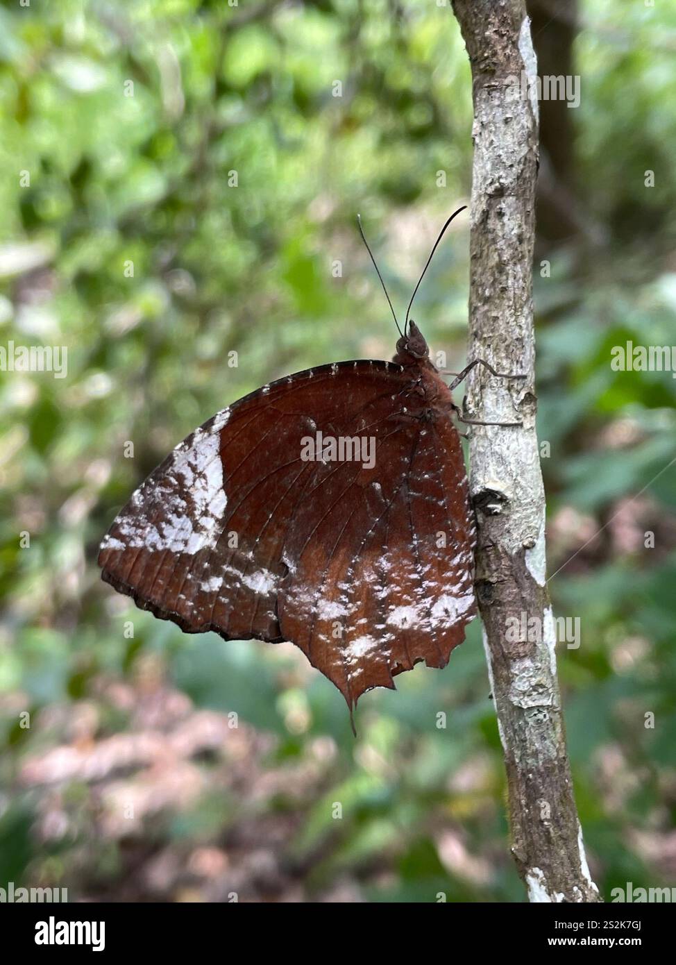 Tailed palmfly hi-res stock photography and images - Alamy