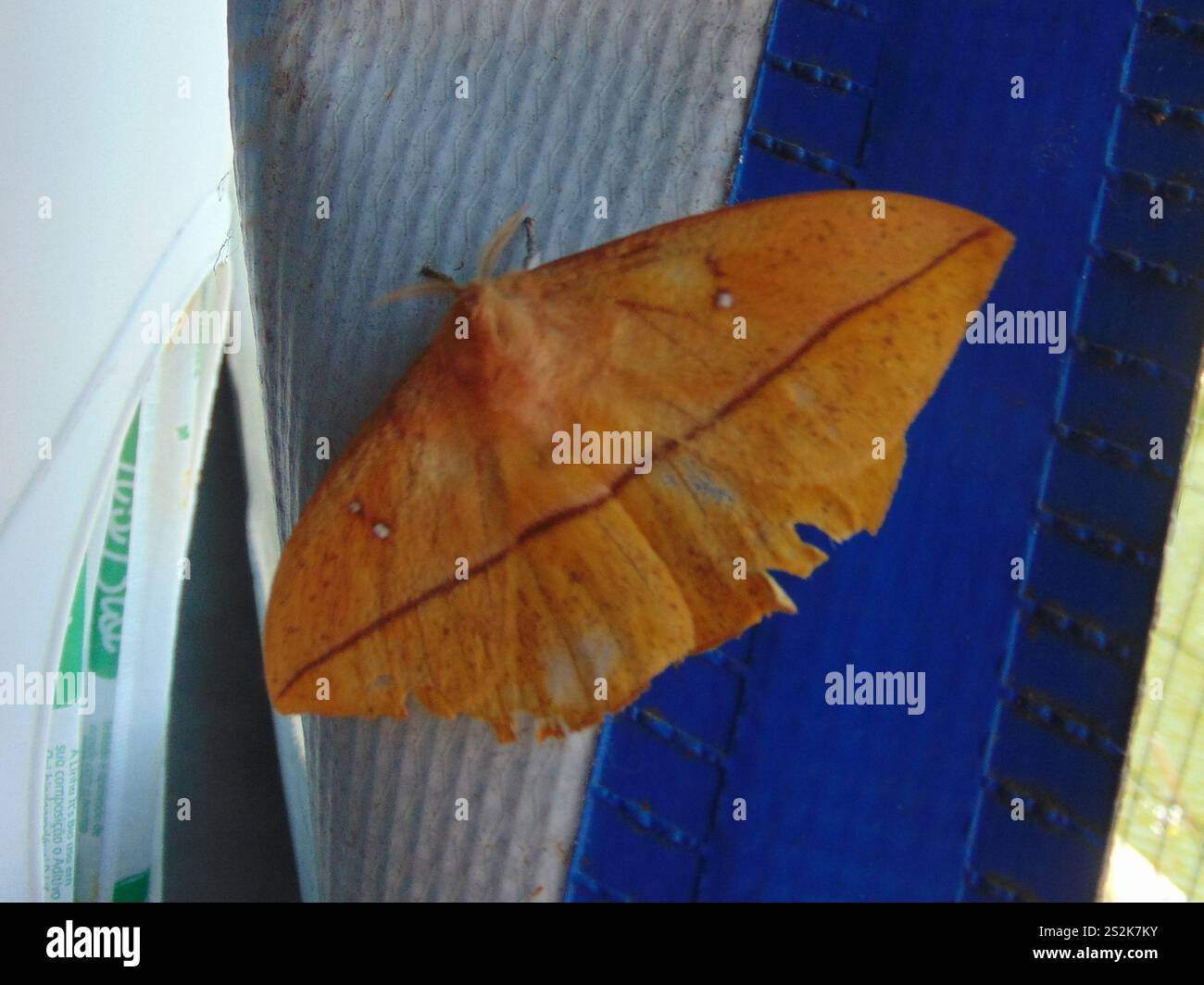 Lonomia hi-res stock photography and images - Alamy