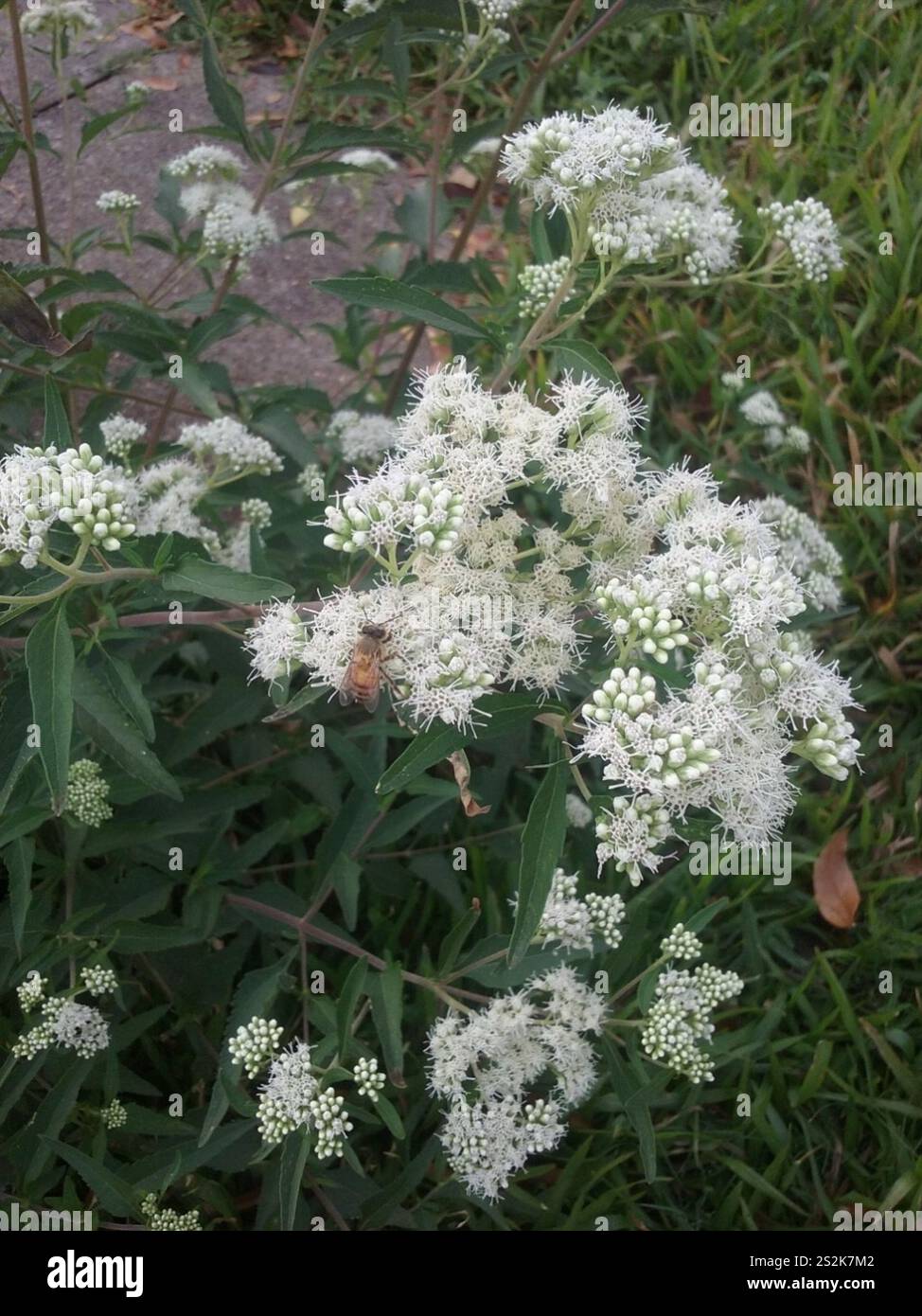 Whiteweed (Austroeupatorium inulifolium Stock Photo - Alamy