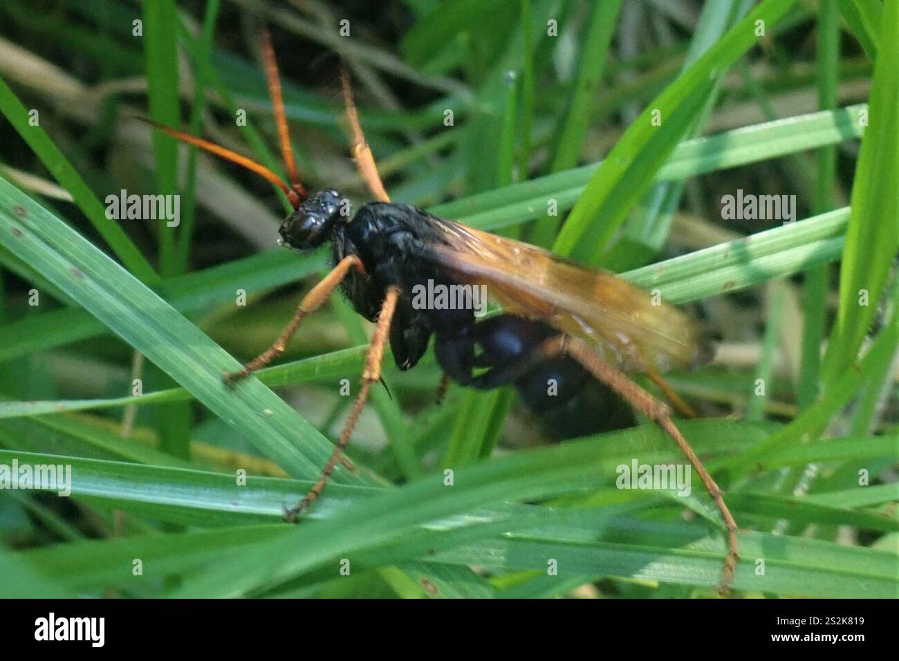 Old and New World Tarantula-hawk Wasps (Hemipepsis Stock Photo - Alamy