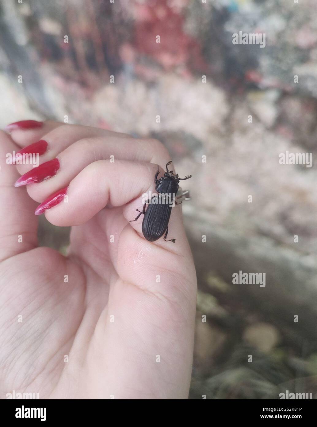 Passalus hi-res stock photography and images - Alamy