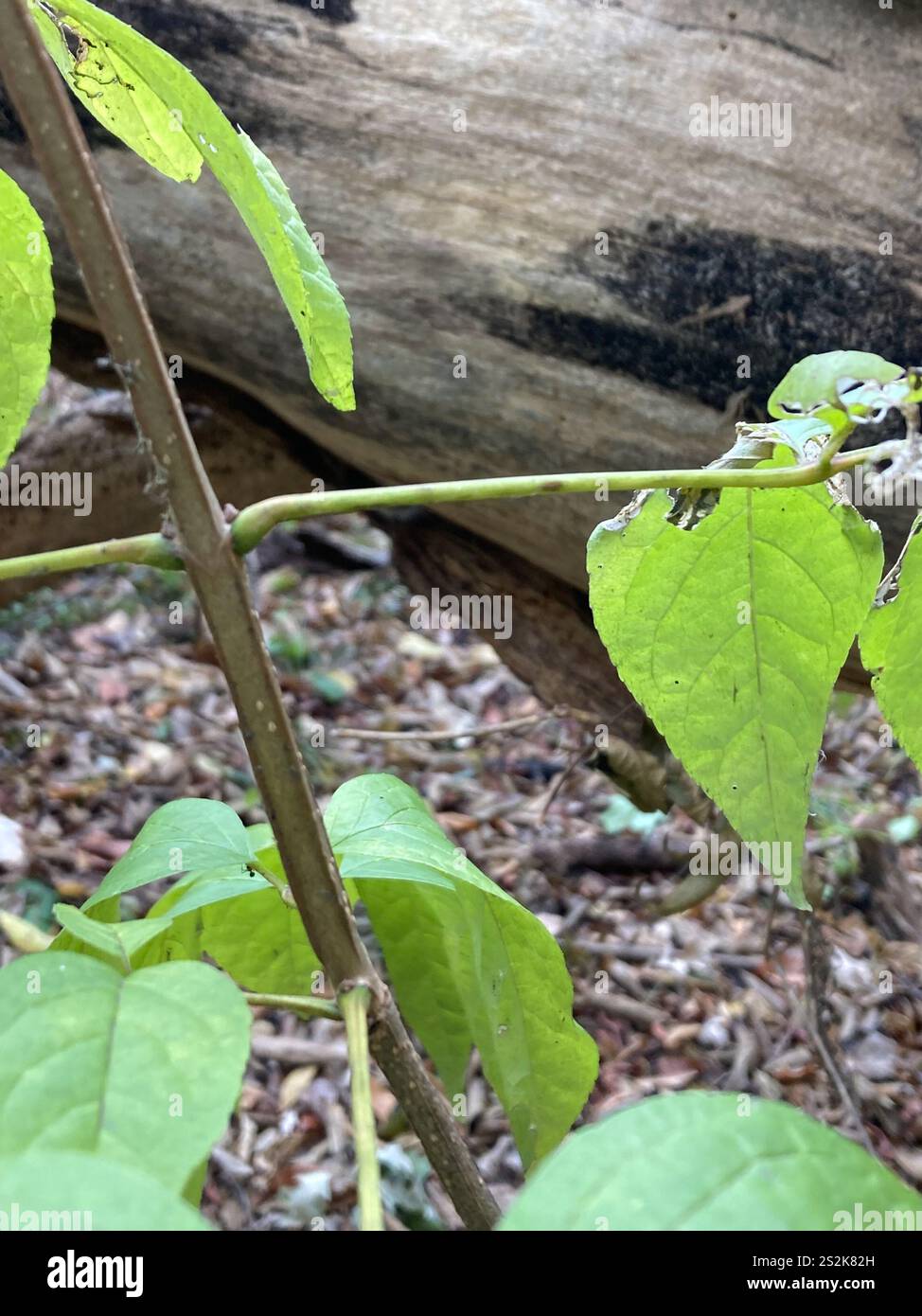 blue ash (Fraxinus quadrangulata Stock Photo - Alamy