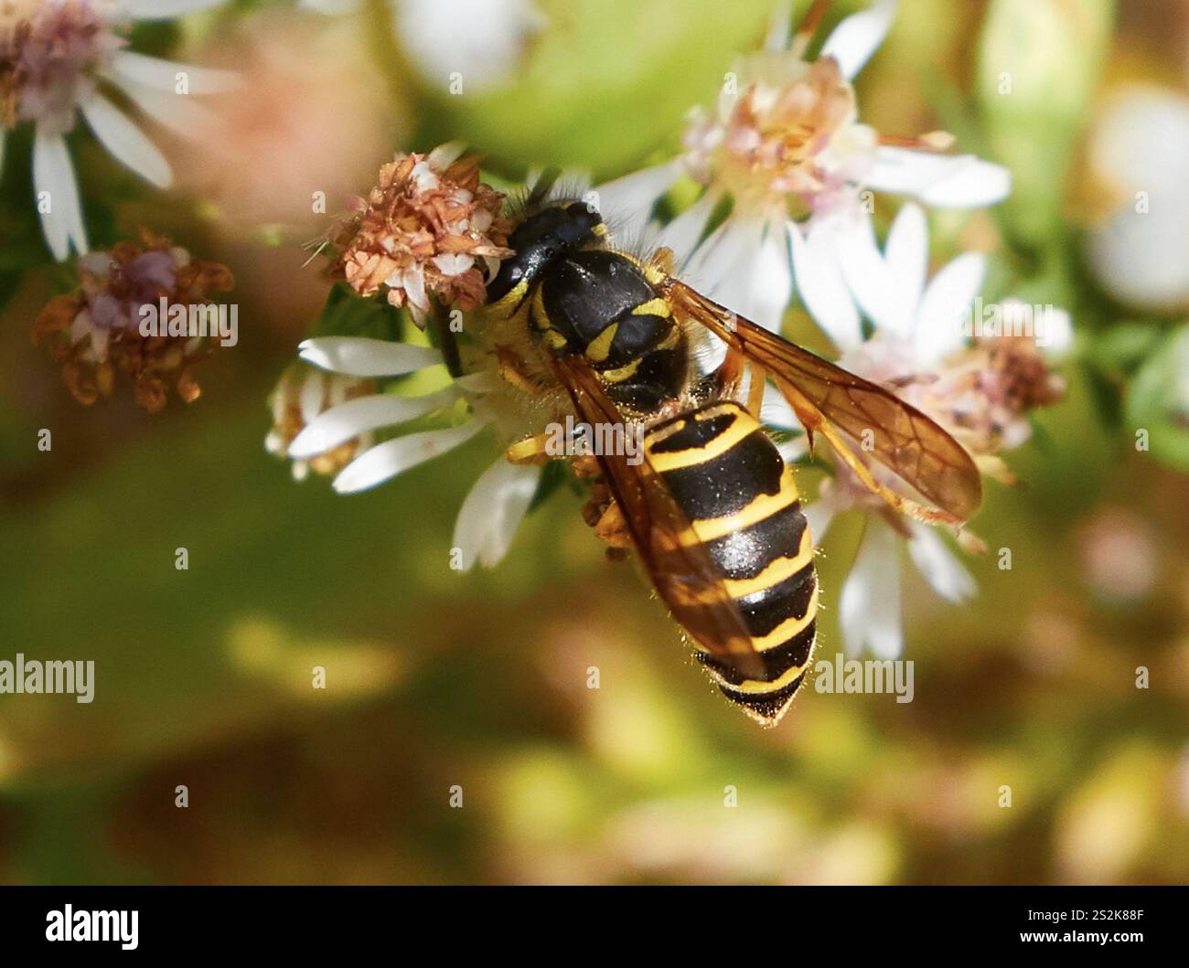Eastern Yellowjacket (Vespula maculifrons Stock Photo - Alamy