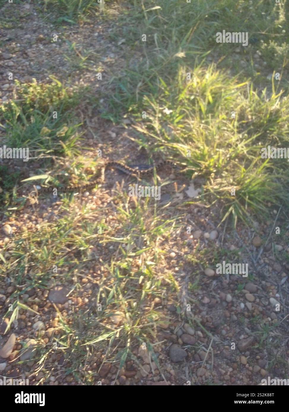 South American Hognose Snake (Xenodon dorbignyi Stock Photo - Alamy