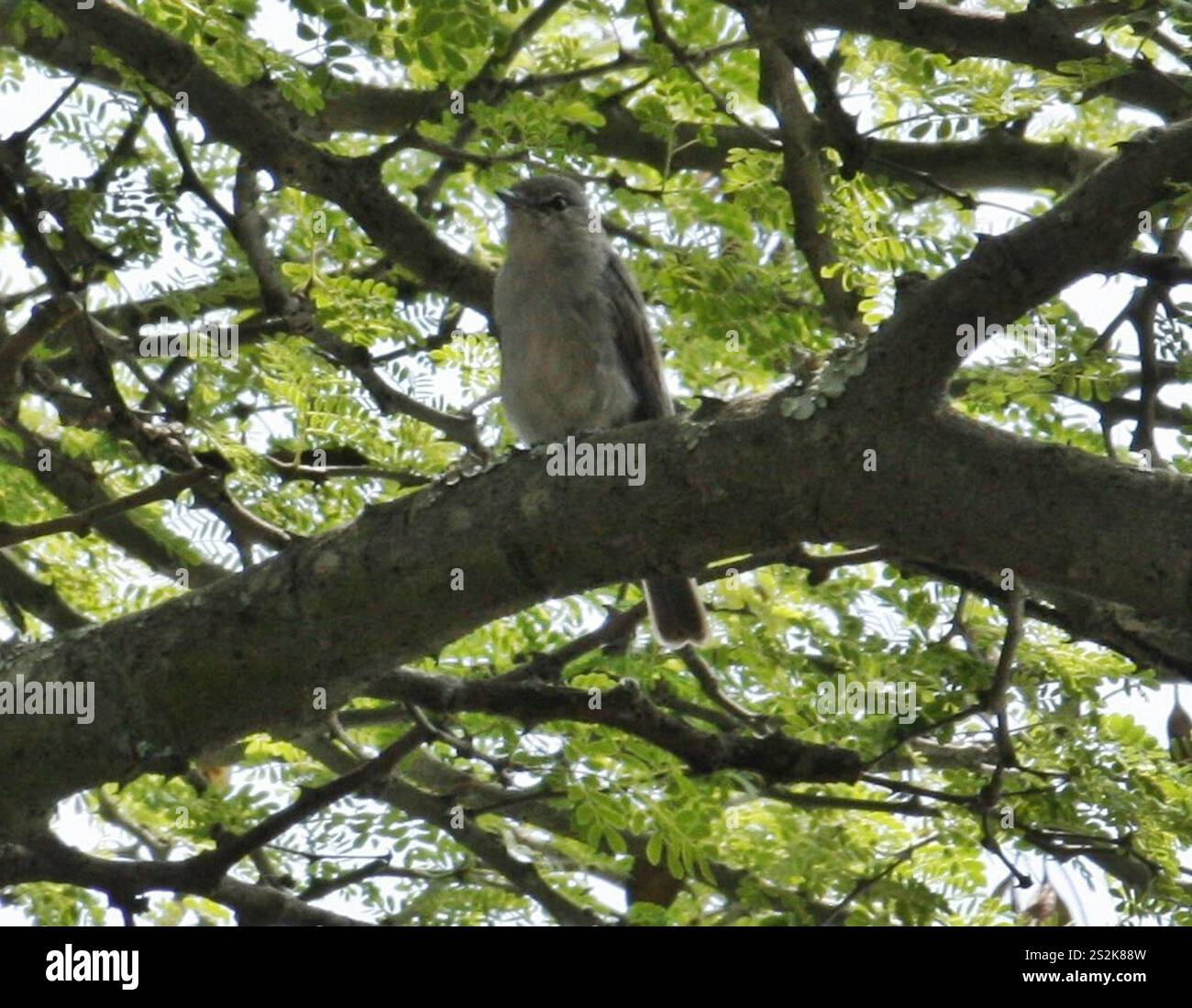 Ashy flycatcher hi-res stock photography and images - Alamy