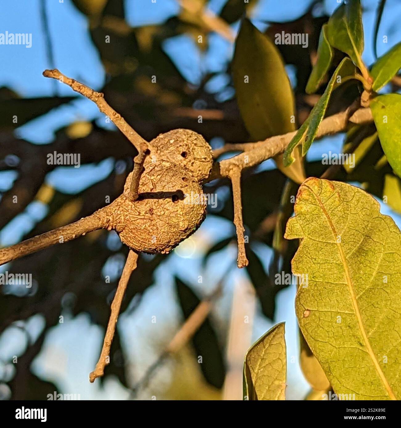 Southern Live Oak Stem Gall Wasp (Callirhytis quercusbatatoides Stock ...