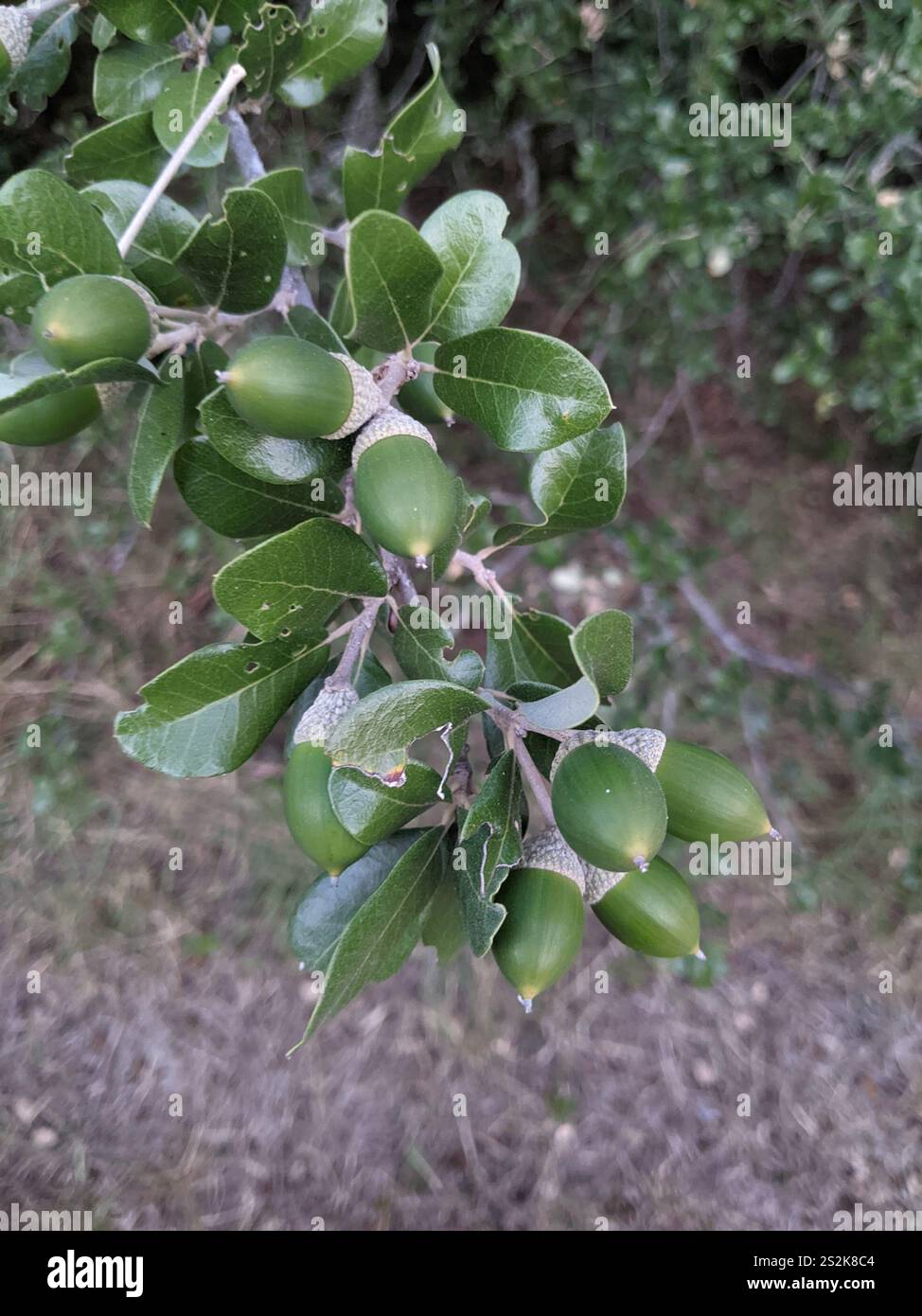 Texas live oak (Quercus fusiformis Stock Photo - Alamy