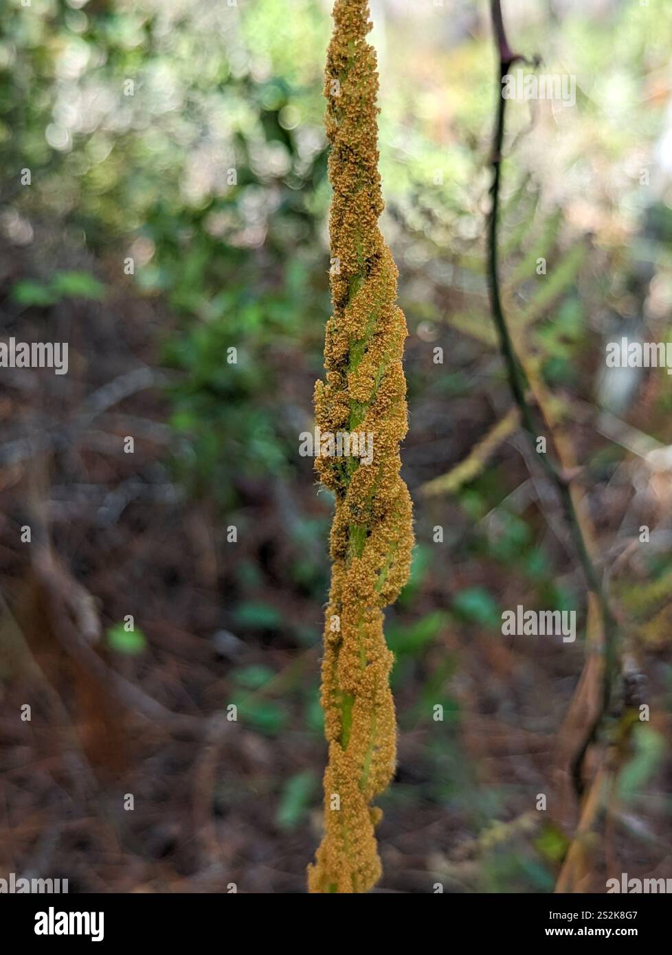 cinnamon fern (Osmundastrum cinnamomeum Stock Photo - Alamy
