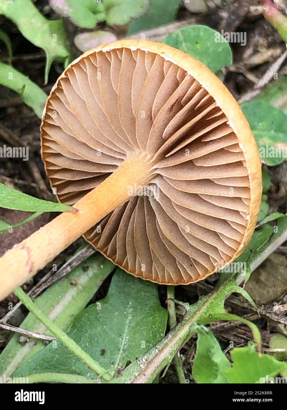 Common Fieldcap (Agrocybe pediades Stock Photo - Alamy