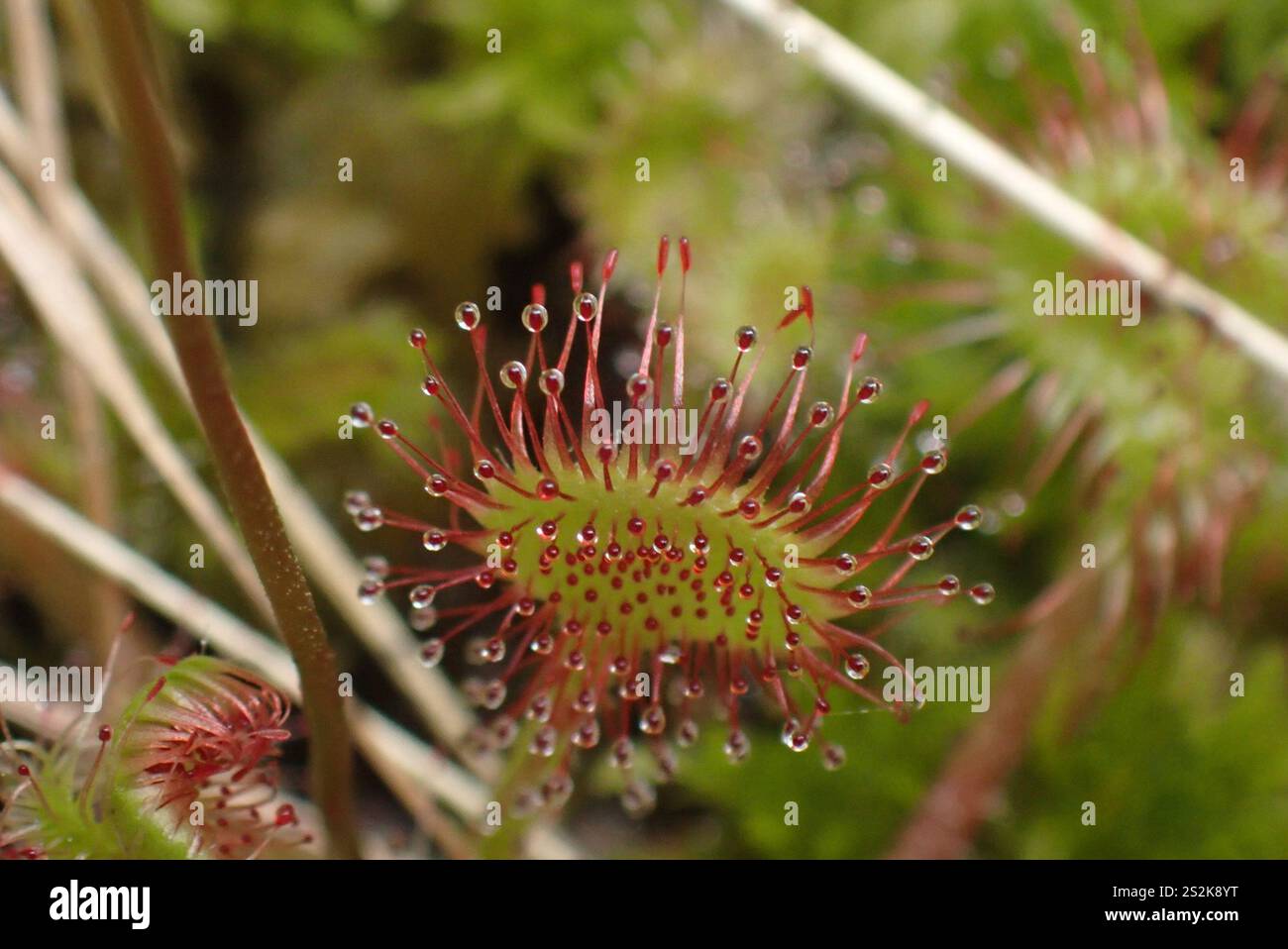round-leaved sundew (Drosera rotundifolia Stock Photo - Alamy