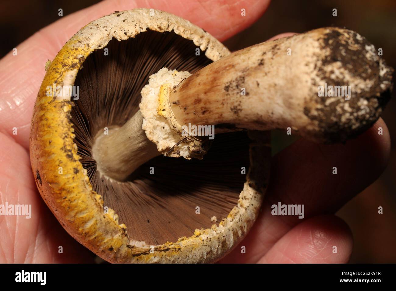 Yellow Stainer (Agaricus xanthodermus Stock Photo - Alamy