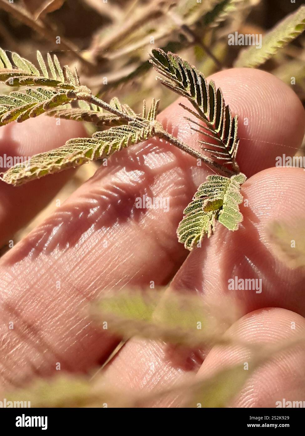 Tropical puff (Neptunia pubescens Stock Photo - Alamy