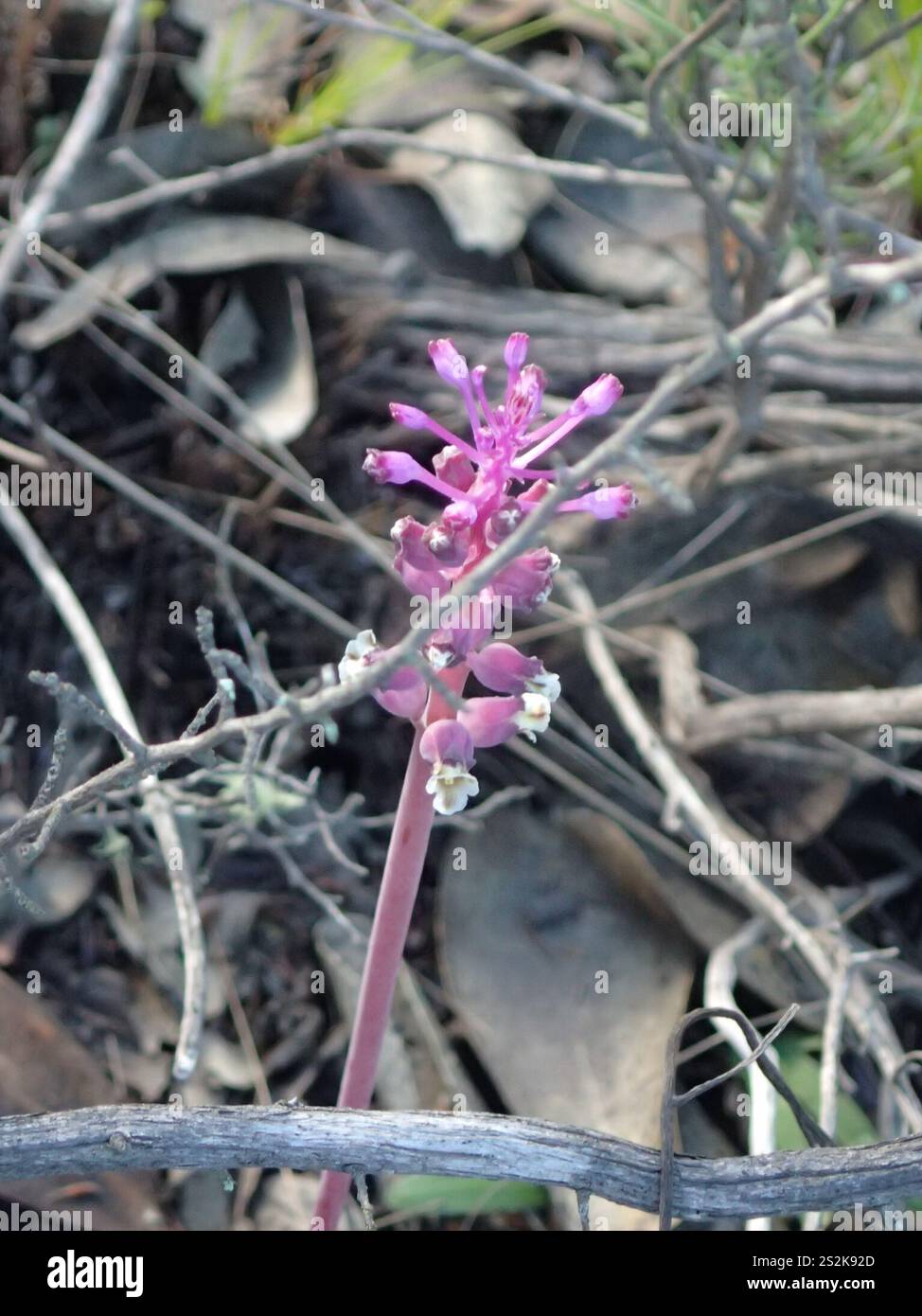 Cape Cowslips (Lachenalia Stock Photo - Alamy