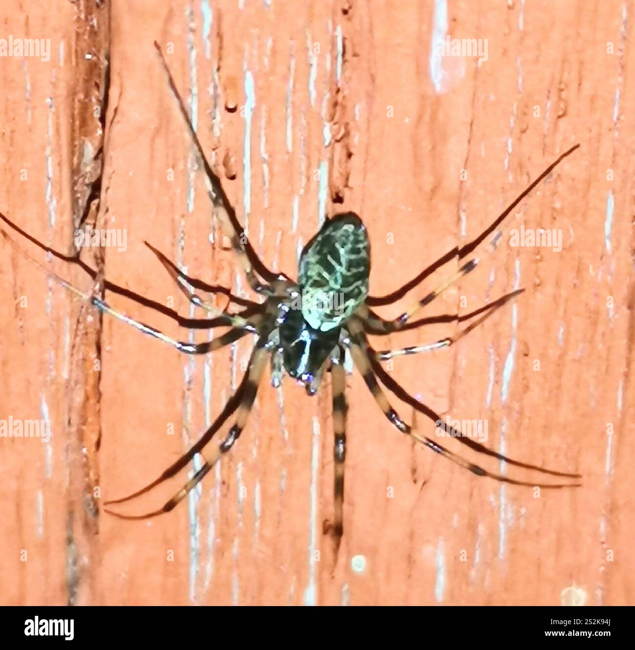 Invisible Spider (Drapetisca socialis Stock Photo - Alamy