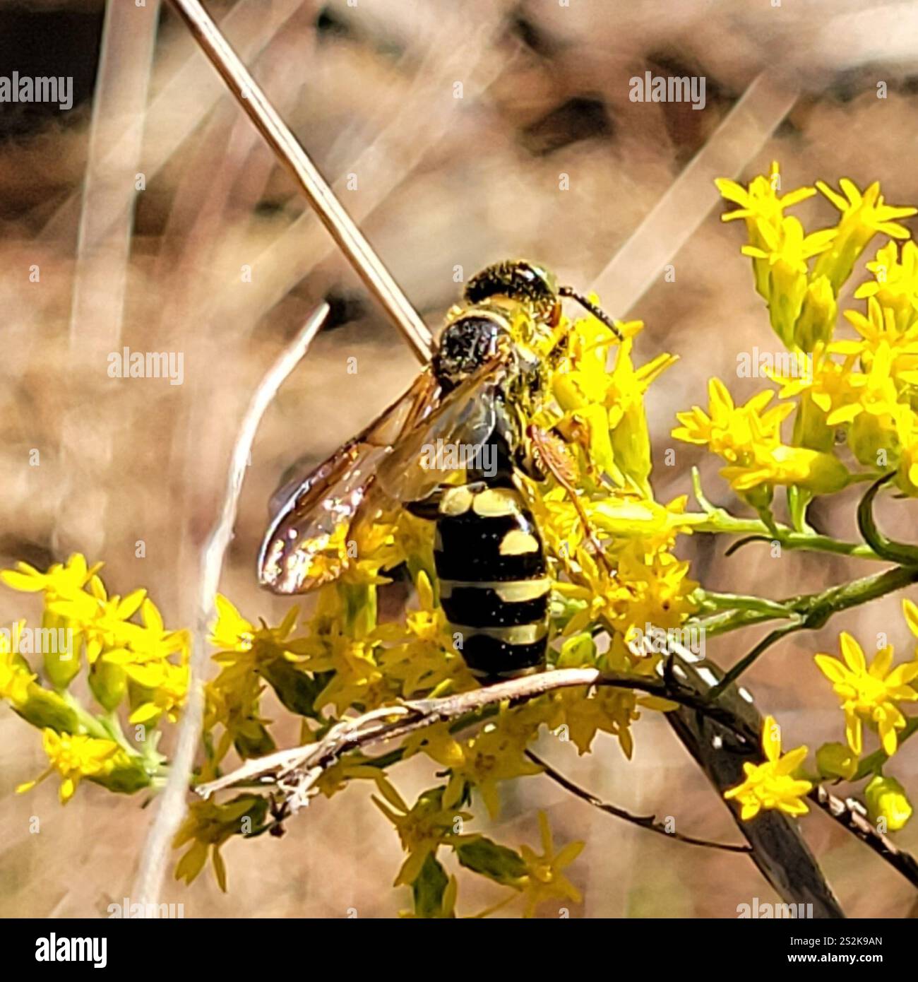 New World Banded Thynnid Wasps (Myzinum Stock Photo - Alamy