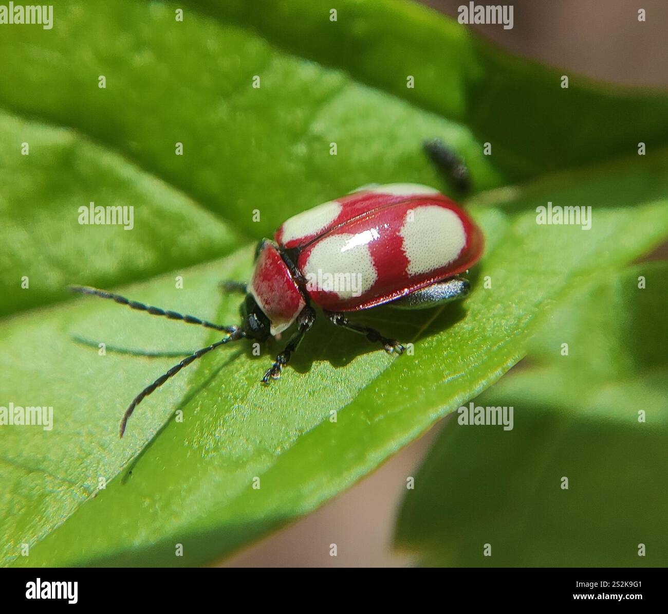 Flea Beetles (Alticini Stock Photo - Alamy