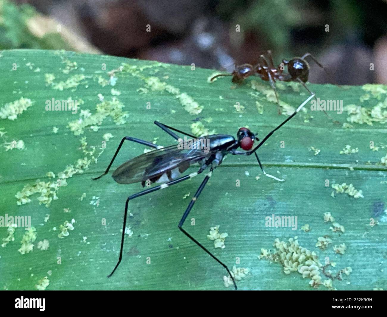 Stilt-legged Flies (Micropezidae Stock Photo - Alamy