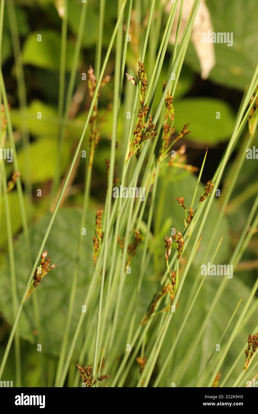 Hard Rush (Juncus inflexus Stock Photo - Alamy