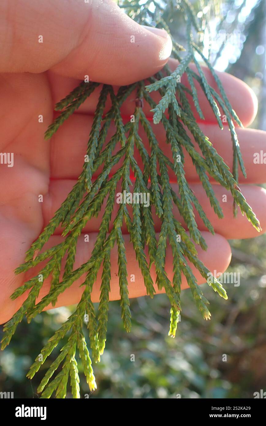 Alaska yellow cedar (Callitropsis nootkatensis Stock Photo - Alamy