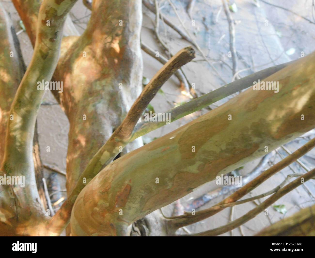 myrtle family (Myrtaceae Stock Photo - Alamy