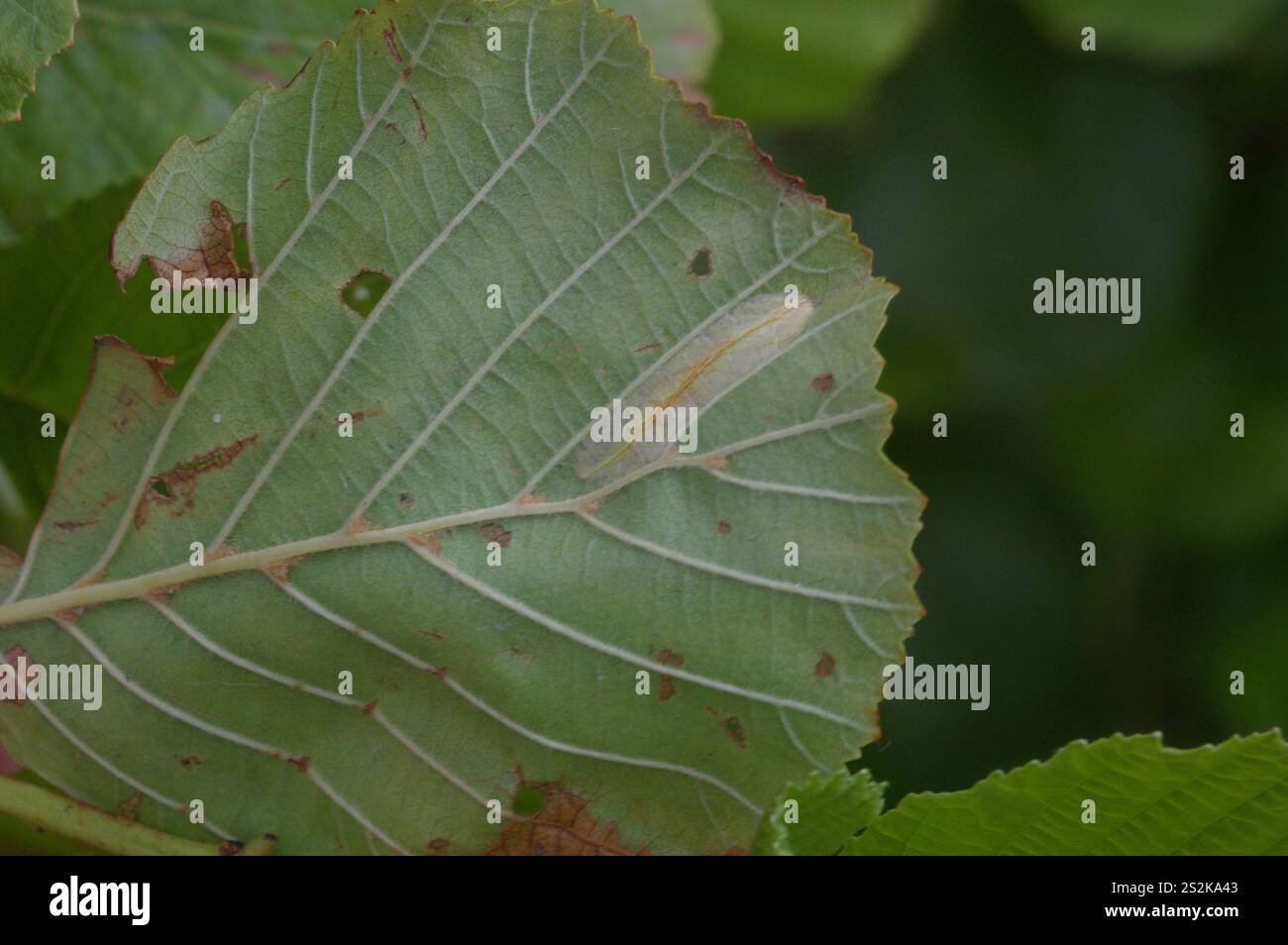 Common Alder Midget (Phyllonorycter rajella Stock Photo - Alamy